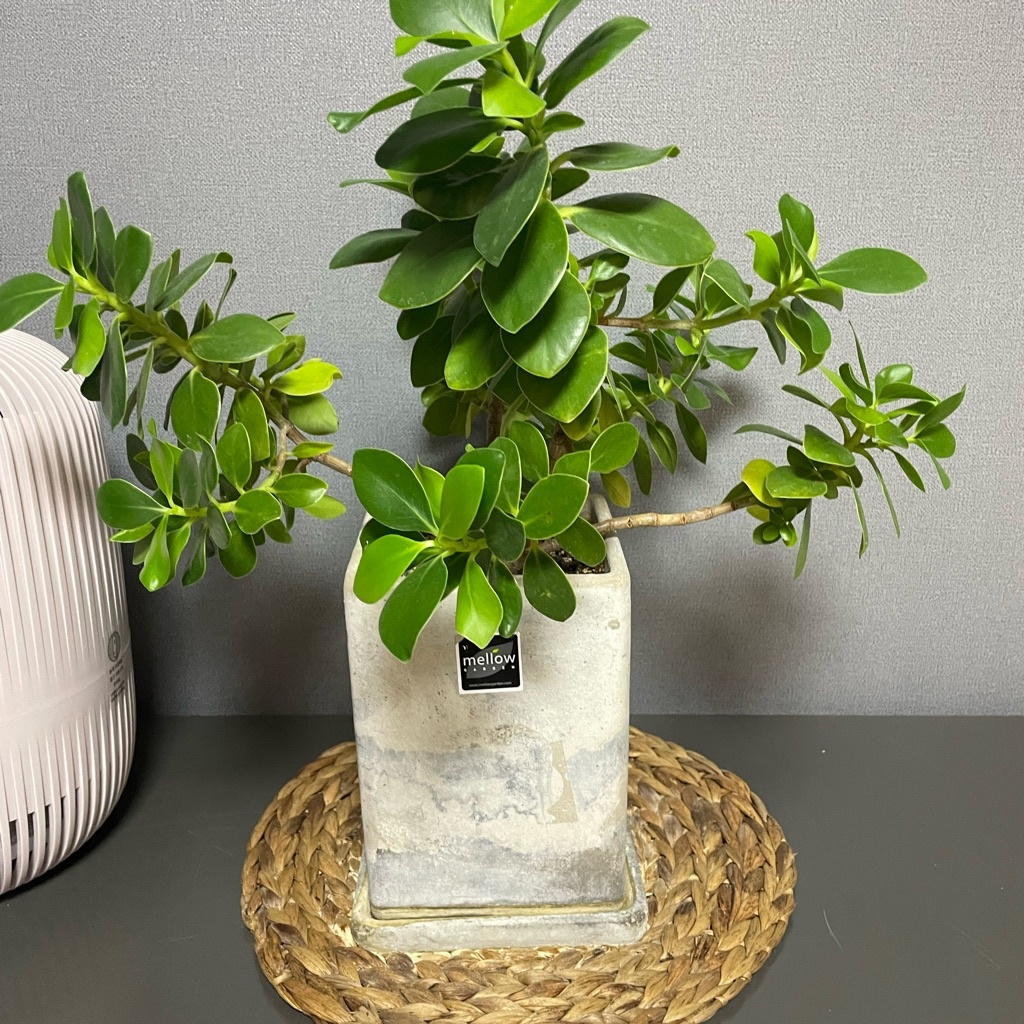 How to grow and care for Ficus retusa