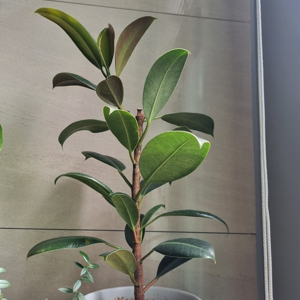How to grow and care for Ficus Elastica Robusta
